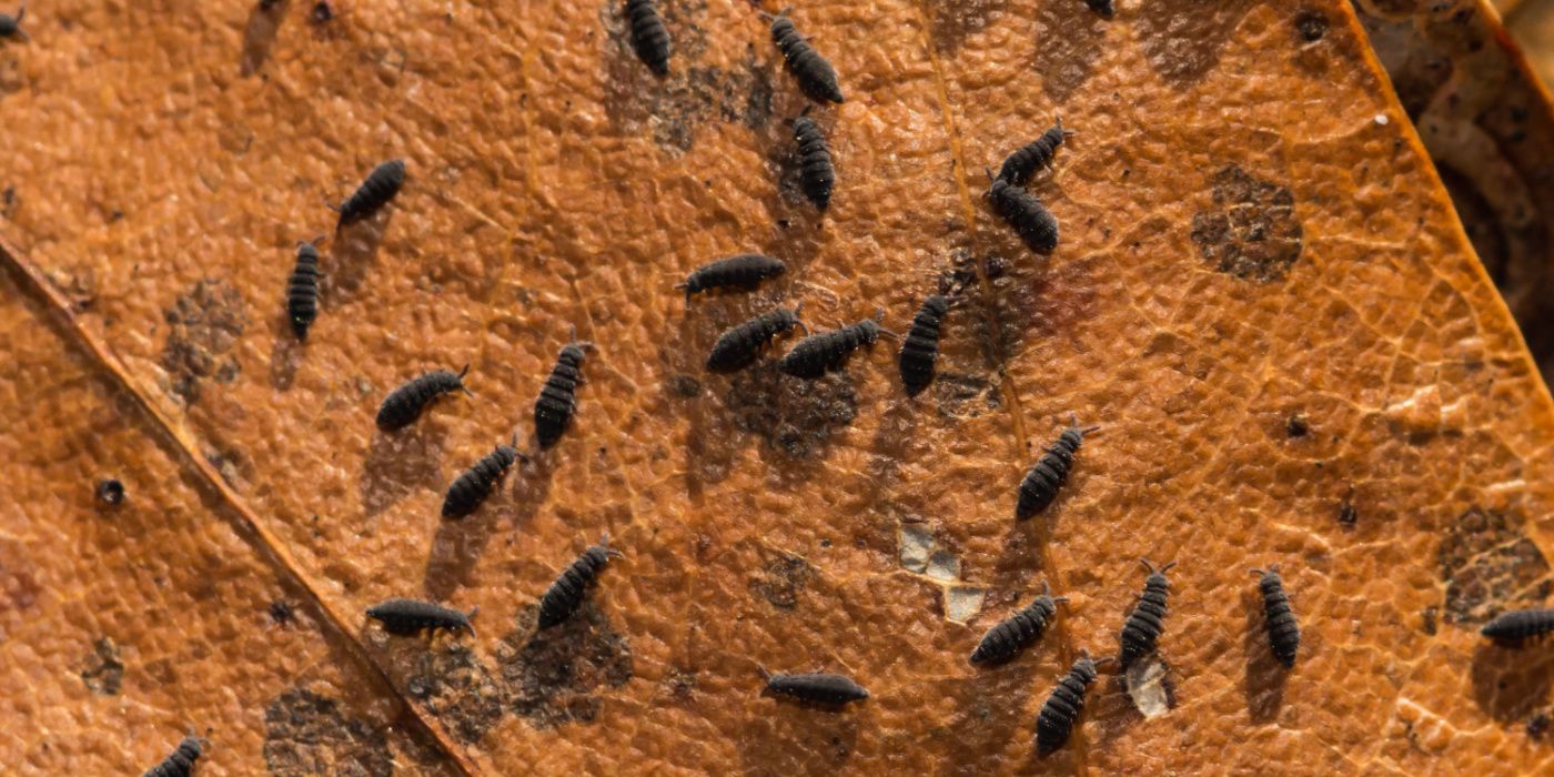 Icy Intruders: 6 Strange Cold Weather Insects to Watch Out For