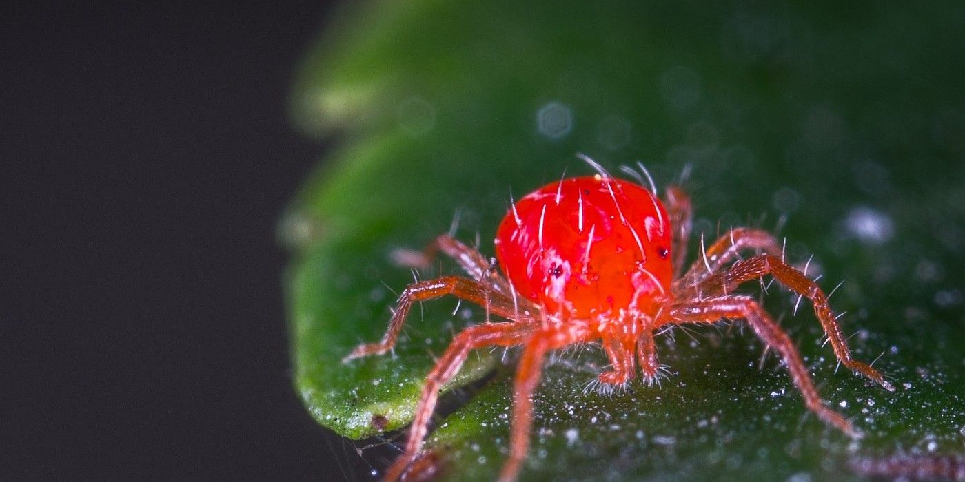 Keep Your Peacock Plant Thriving With These Expert Care Tips