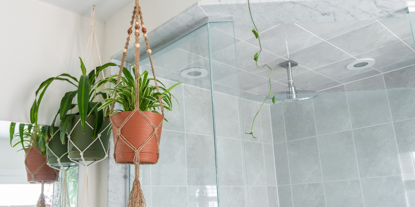 Bathroom Shower Ideas: 5 Plants That Create Amazing Decor