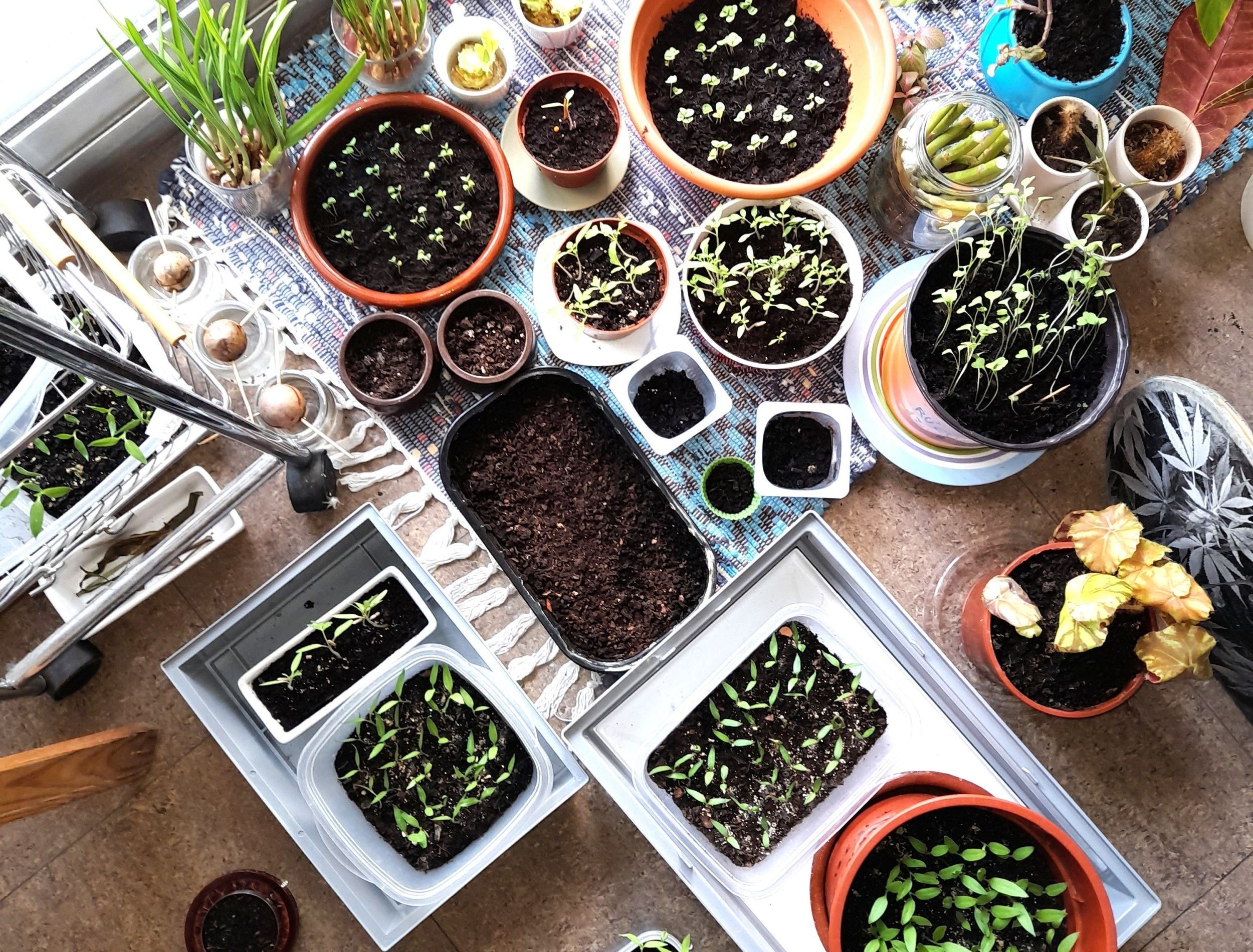 Grow These Plants in February!