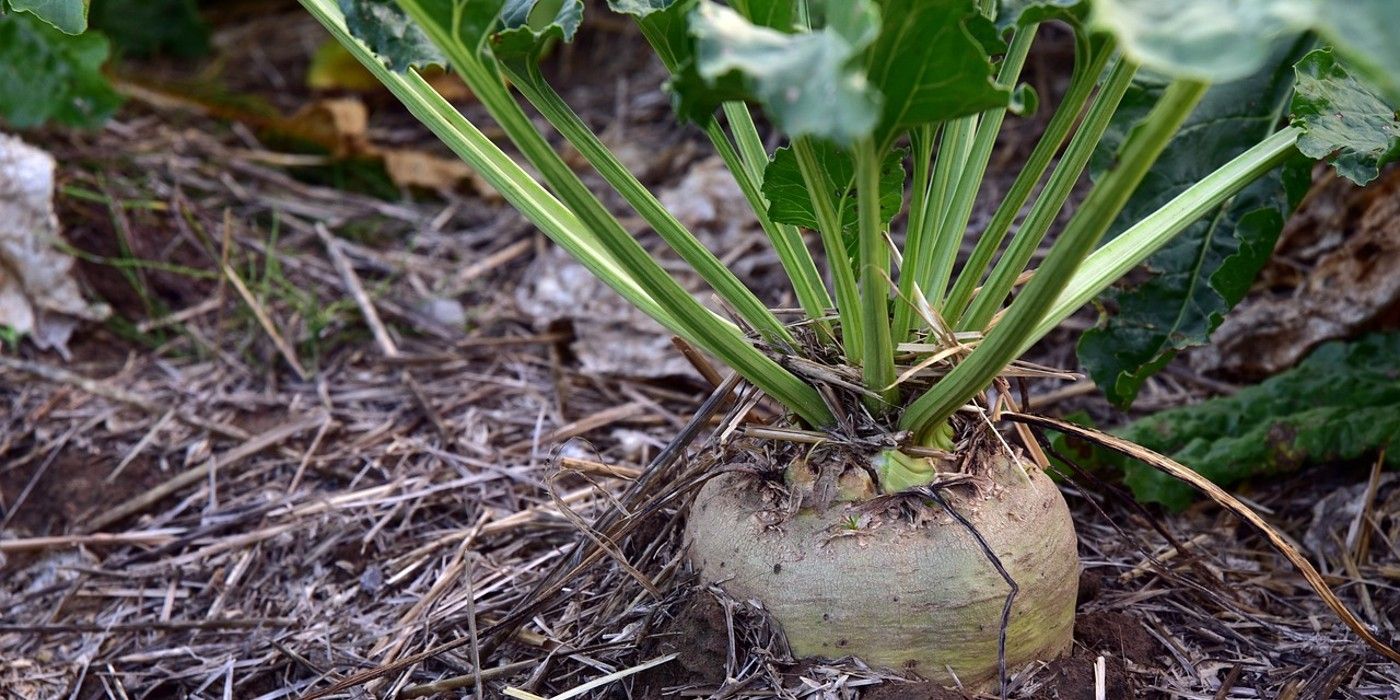 Growing Turnips in the Garden: A Complete Guide
