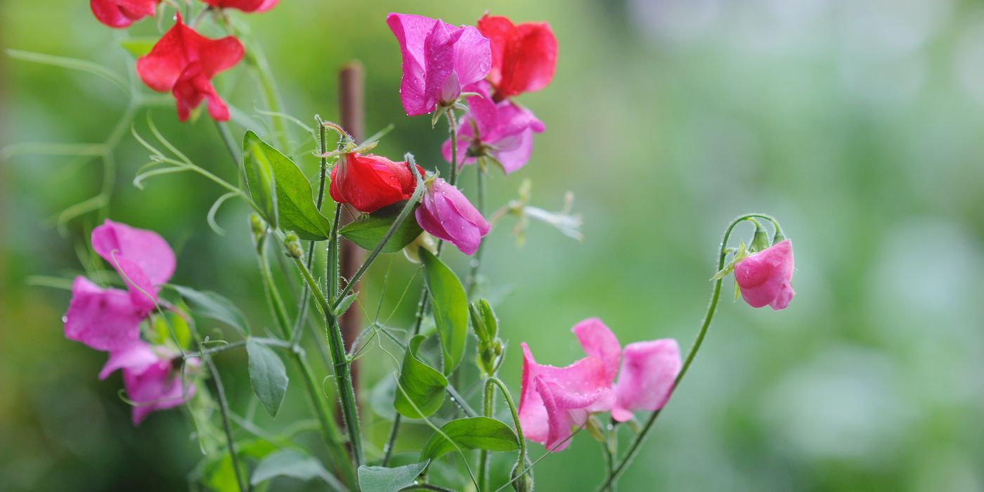 The Ultimate Guide to Growing Sweet Peas