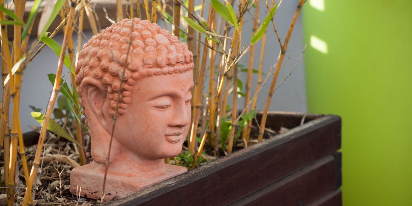 8 Surprising Facts About Chia Pets