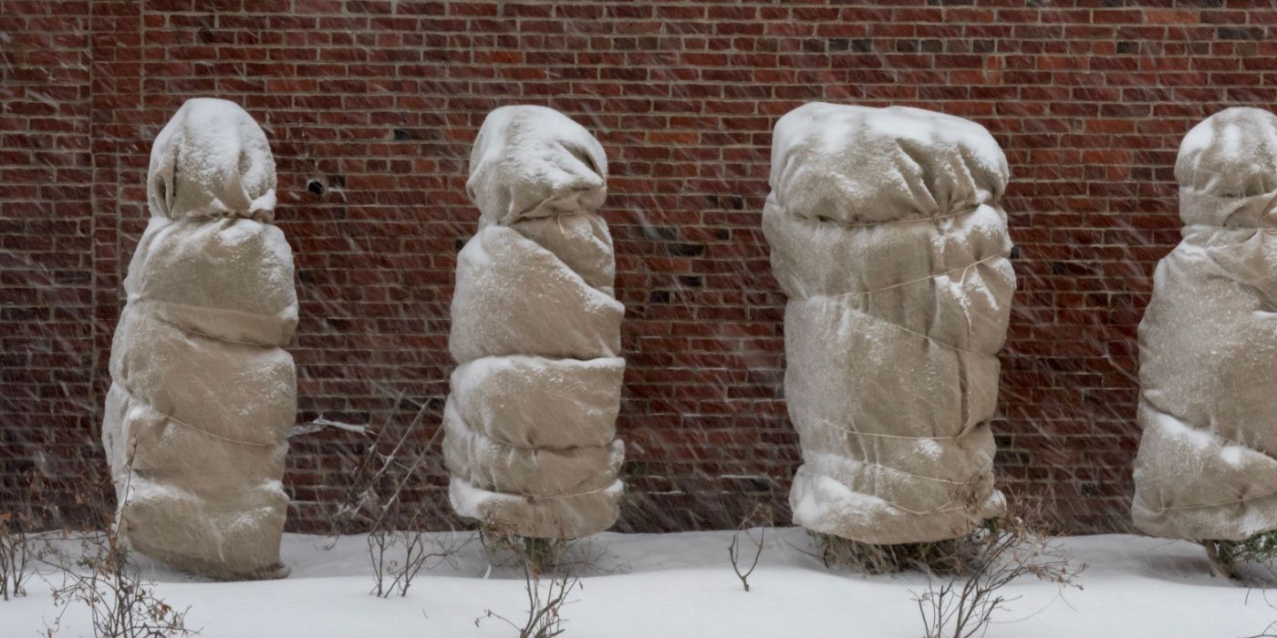 How to Protect New England Evergreens and Shrubs During Winter