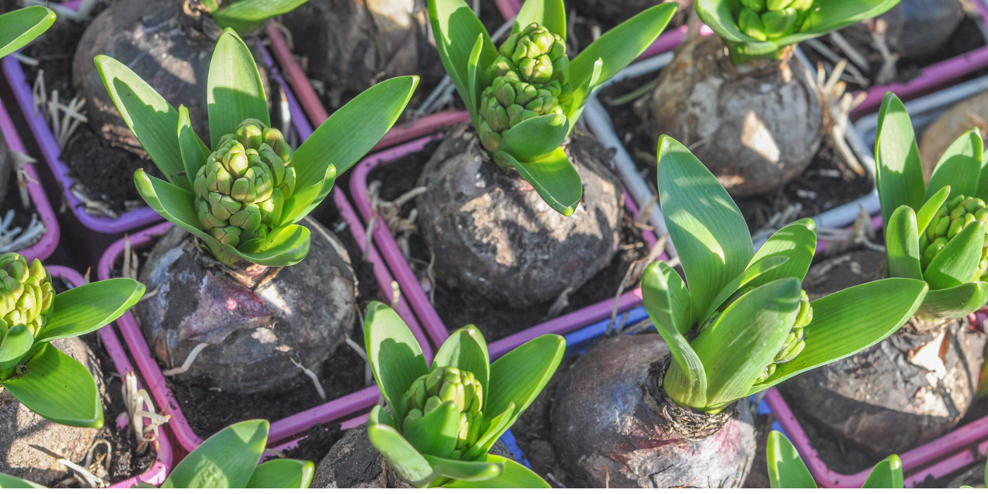 When is the Best Time to Buy Bulbs for Your Spring, Summer, and Fall ...