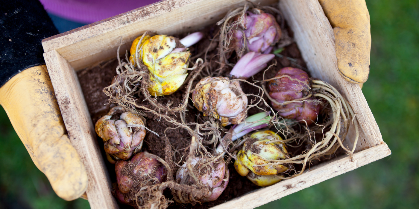 When is the Best Time to Buy Bulbs for Your Spring, Summer, and Fall ...