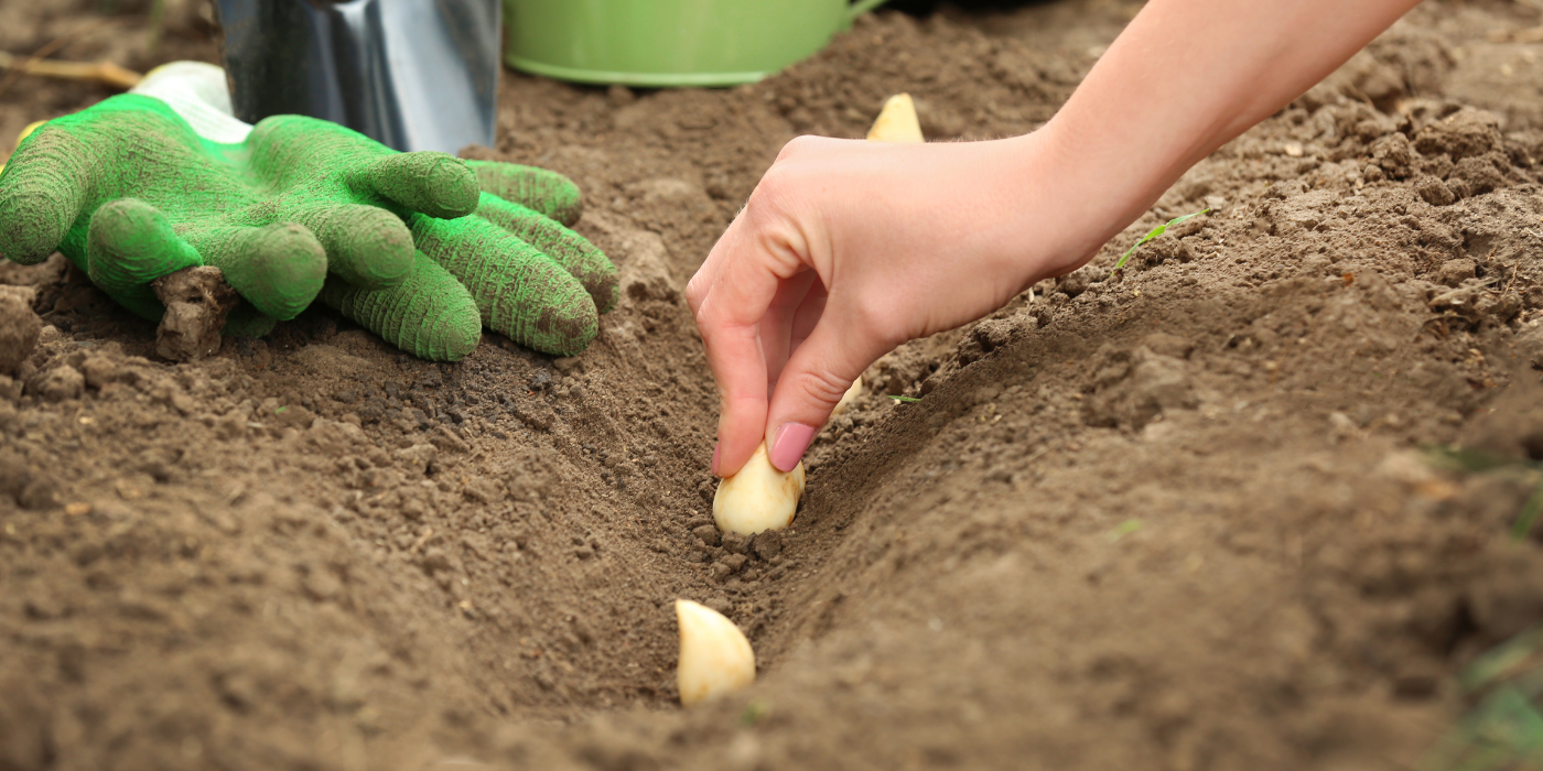 A Comprehensive Guide to Growing Garlic