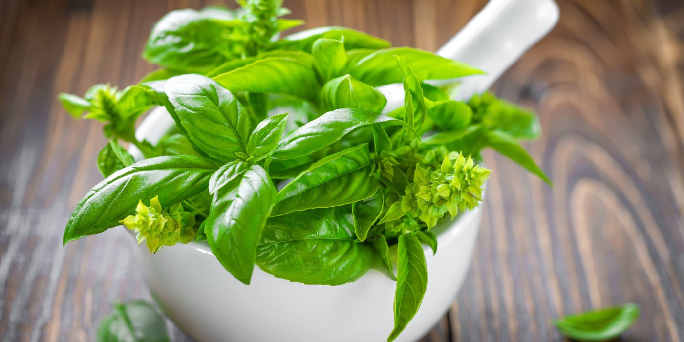 Best Filler Plants for Lush and Vibrant Gardens