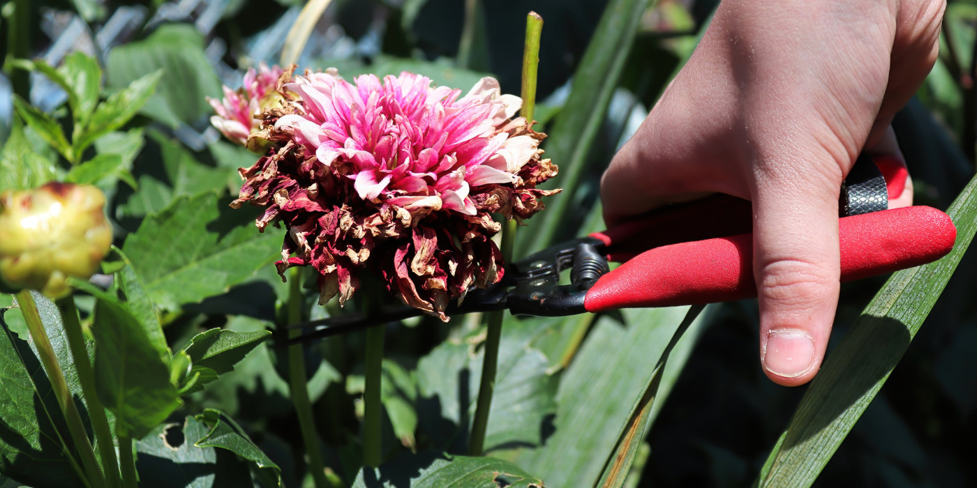 How to Deadhead Flowers to Keep Them Vibrant