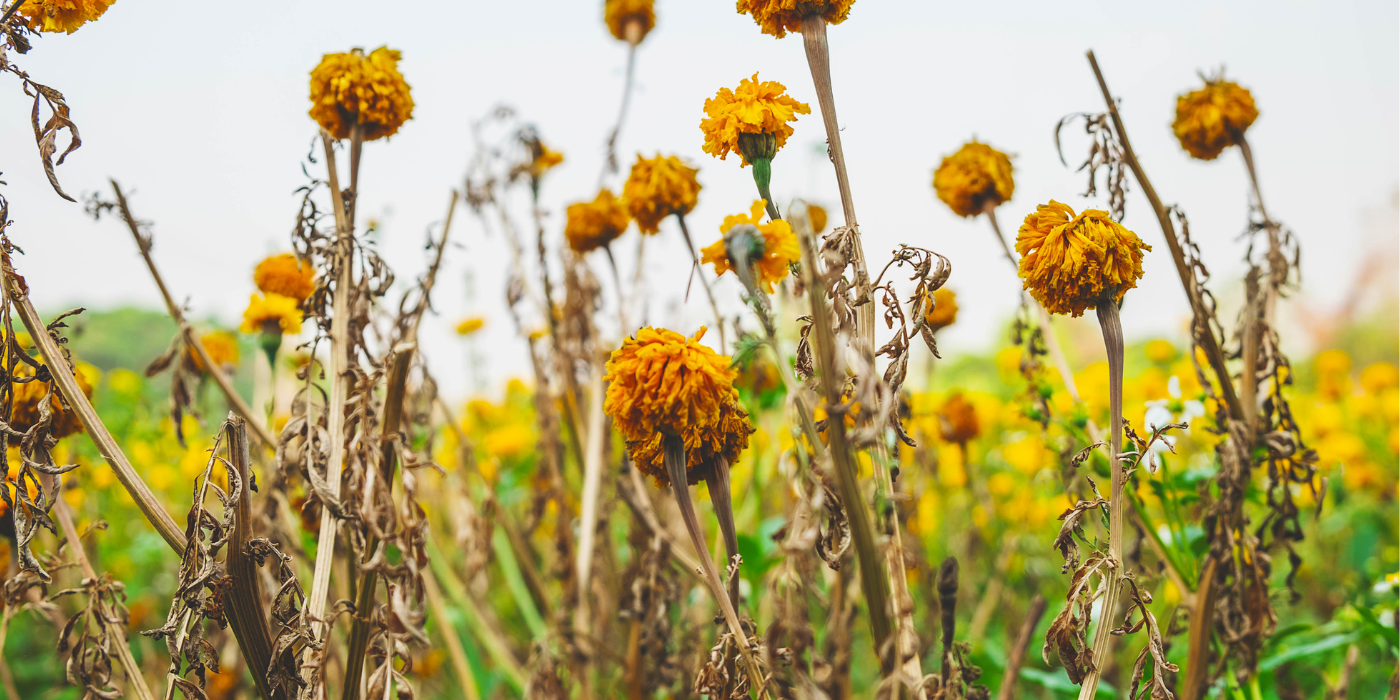 How to Deadhead Flowers to Keep Them Vibrant
