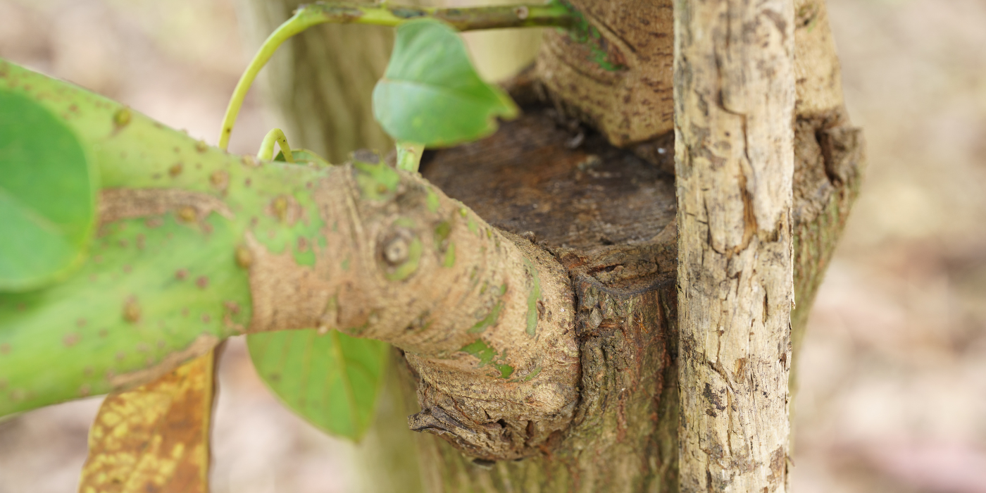 Grafting Fruit Trees as Part of Your Winter Landscaping Projects
