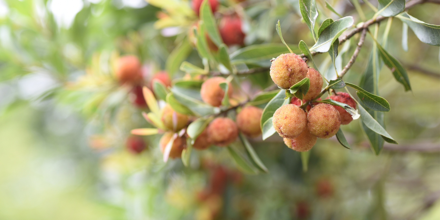 Use Hardy Plants to Feed and Attract Birds to Your Winter Garden