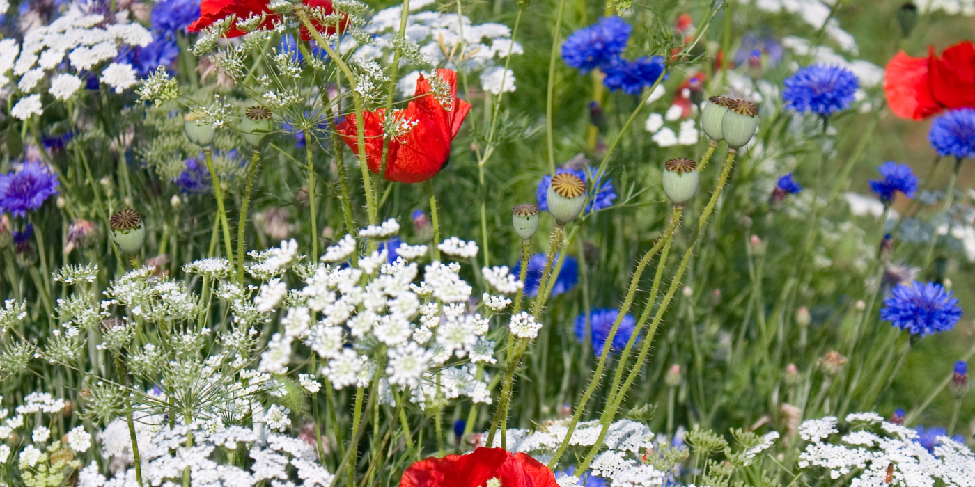 8 Victory Garden Design Ideas