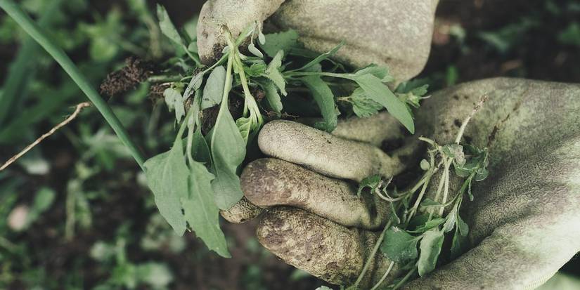 Effective Ways to Control Lawn Weeds: Digging vs. Pulling