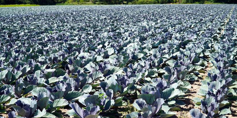 Gardening Through the Solar Eclipse