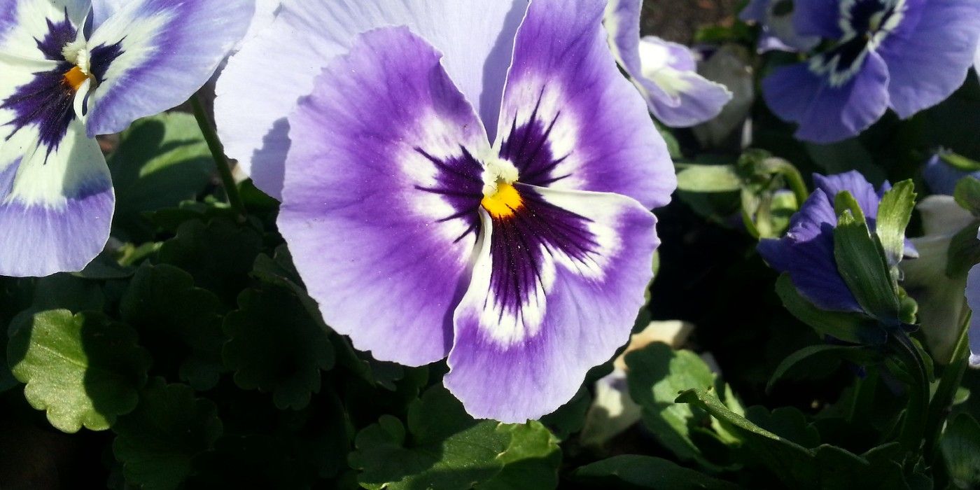Your Guide to Pansies and Violas