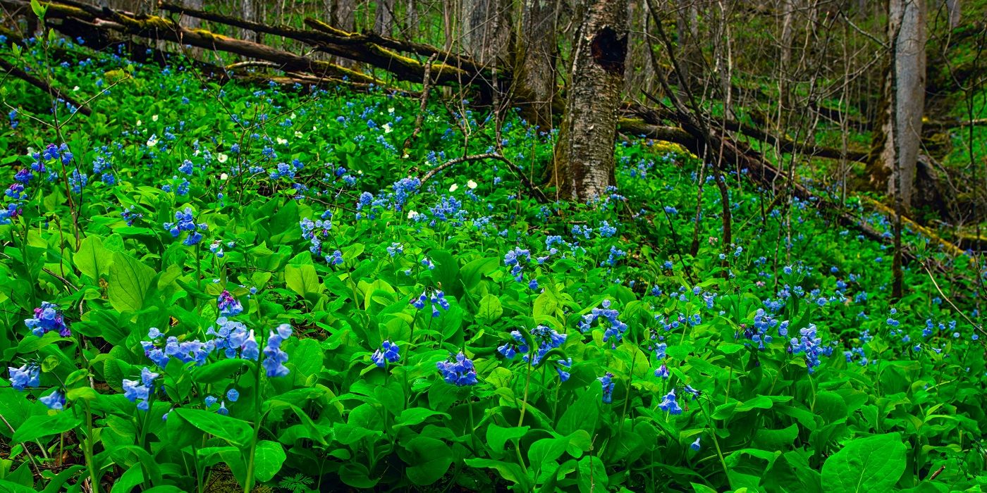 Plant These Early Blooming Spring Flowers Now