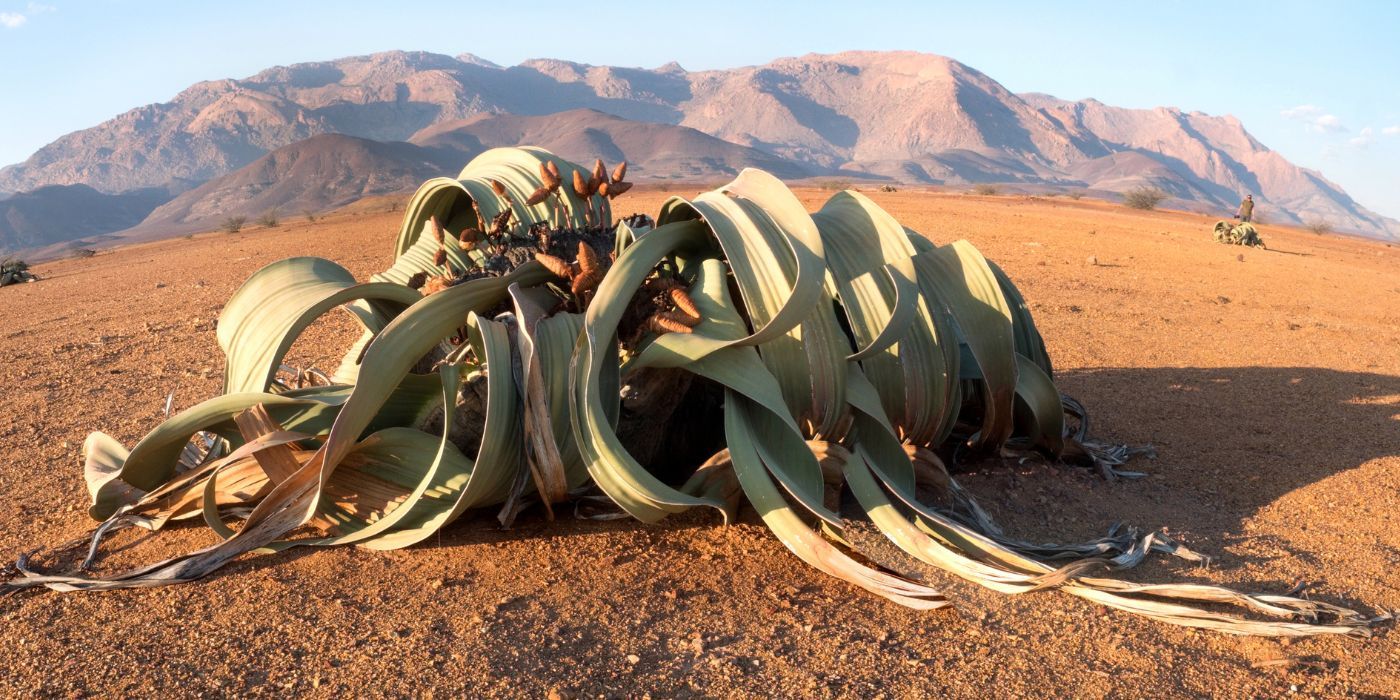 6 Plants That Look Like Aliens