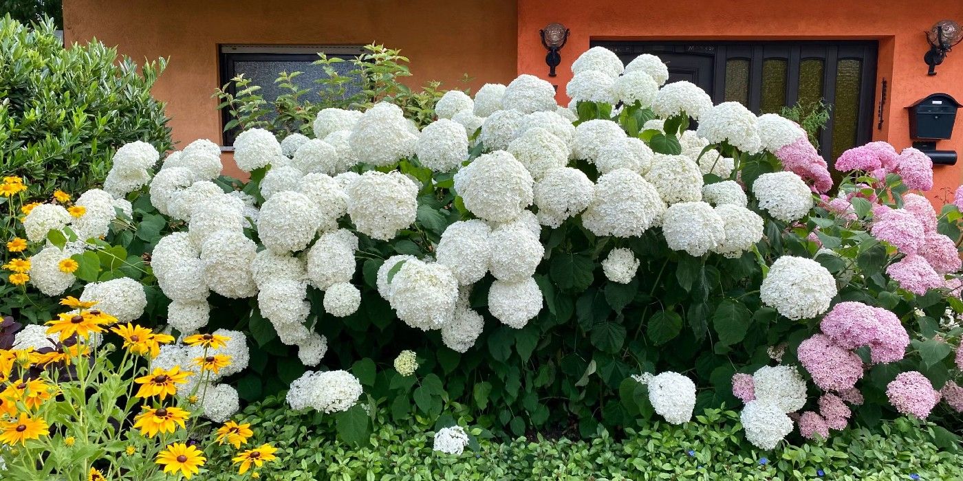 March Magic: 9 Enchanting Shrubs for Your Landscape