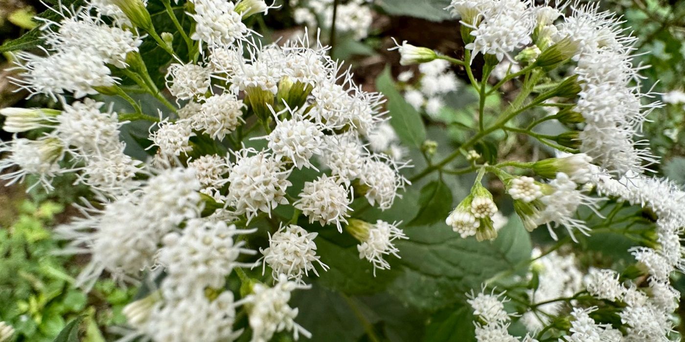 The World's Deadliest Plants Are Often Beautiful