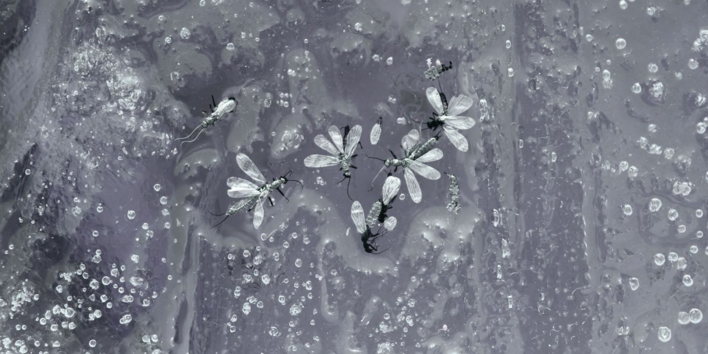 Icy Intruders: 6 Strange Cold Weather Insects to Watch Out For