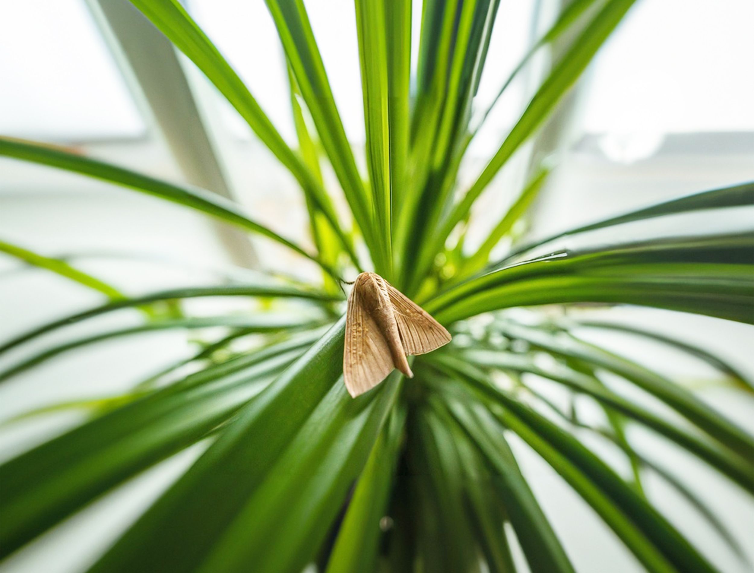 Icy Intruders: 6 Strange Cold Weather Insects to Watch Out For