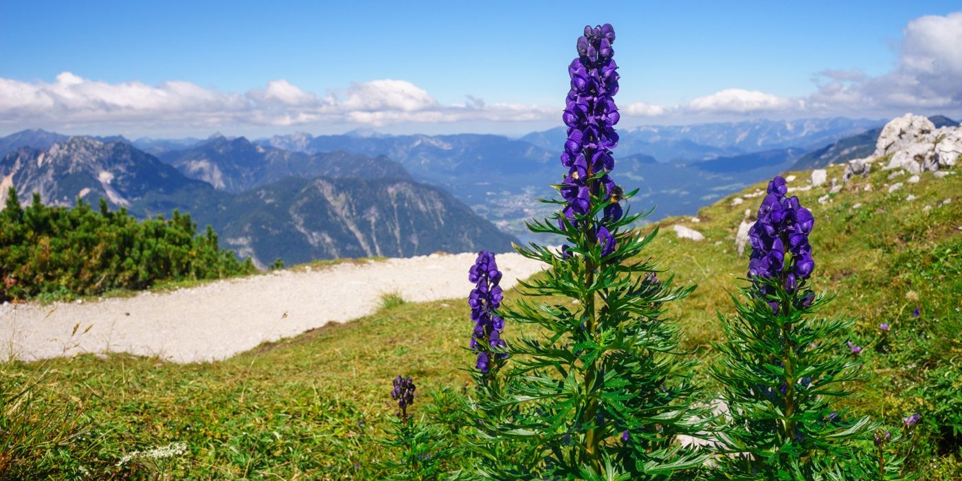 The World's Deadliest Plants Are Often Beautiful