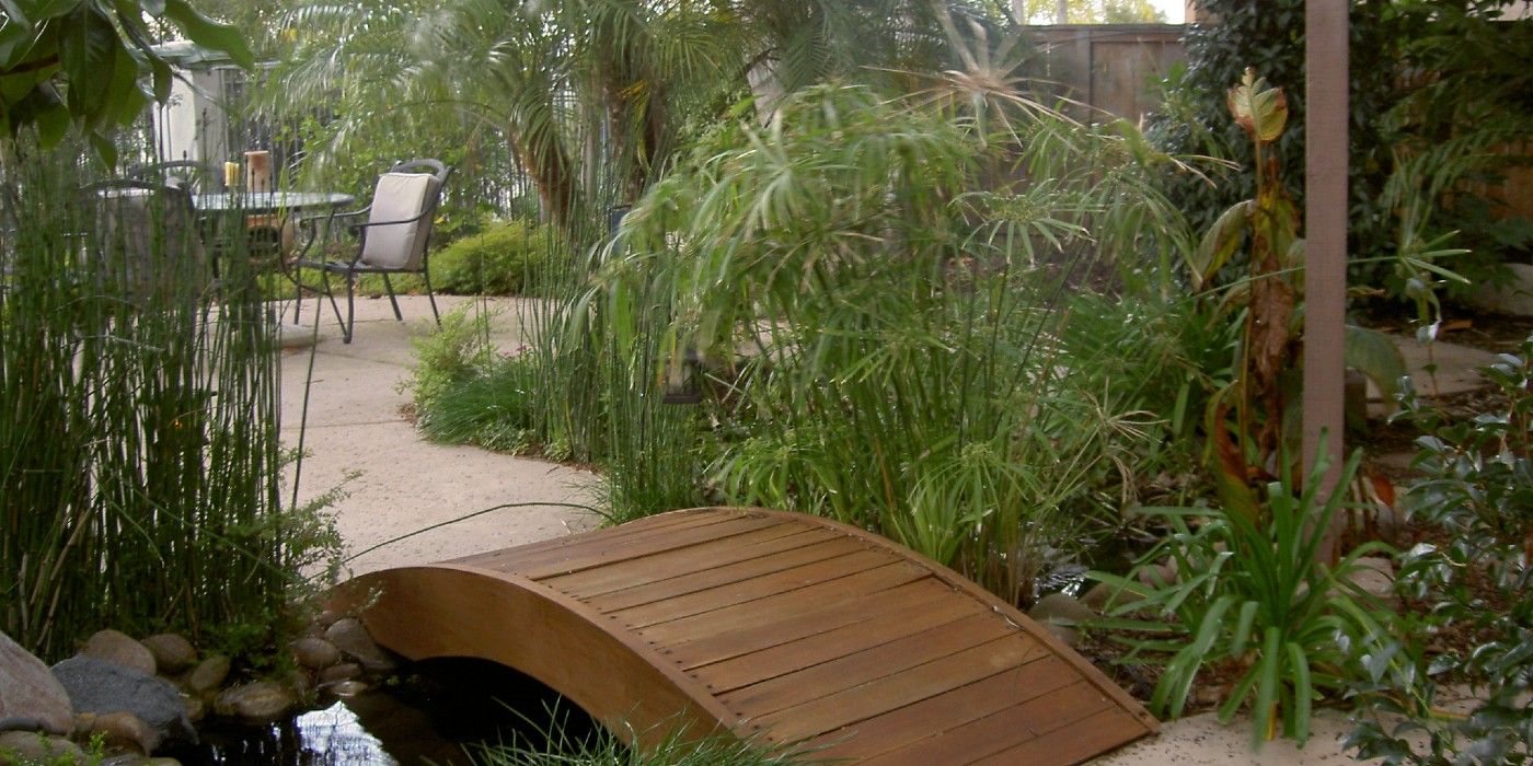 Ideas For Creating Your Own Living Root Bridge