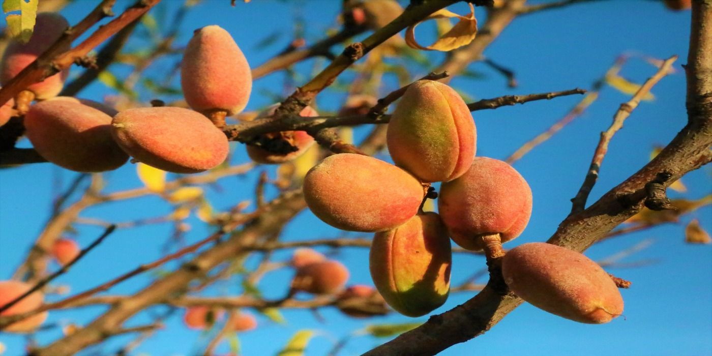 A Guide to Growing Nut Trees in Your Backyard