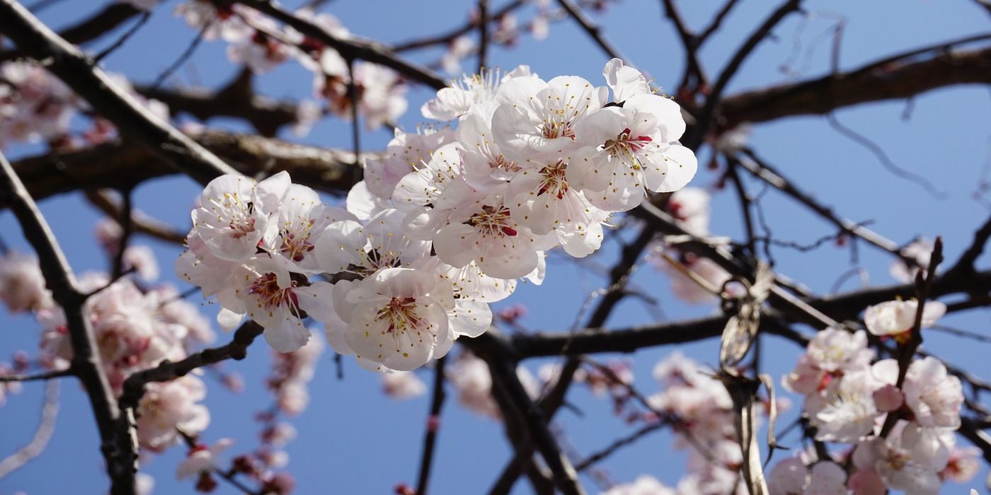 Enhance Your Garden with These 6 Flowering Trees