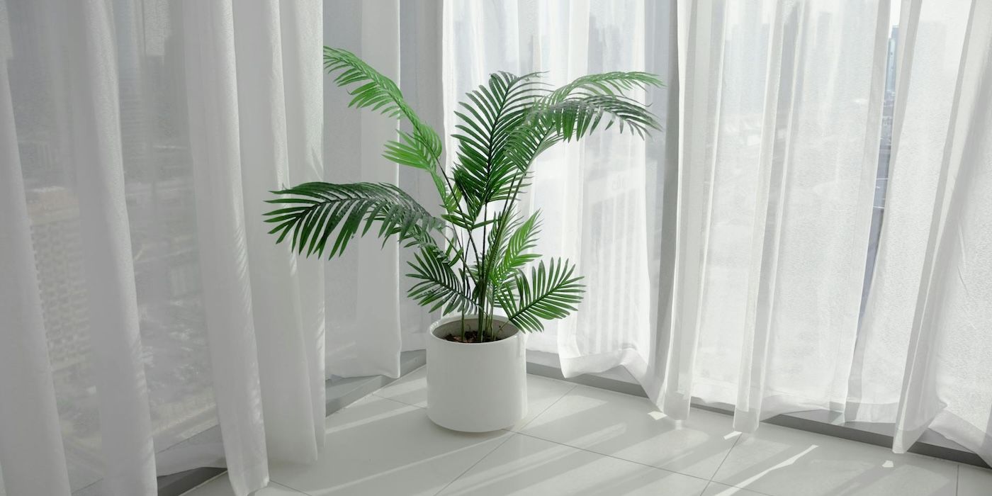 Enhance Your YouTube Videos: 5 Camera-Ready Plants for the Perfect Backdrop