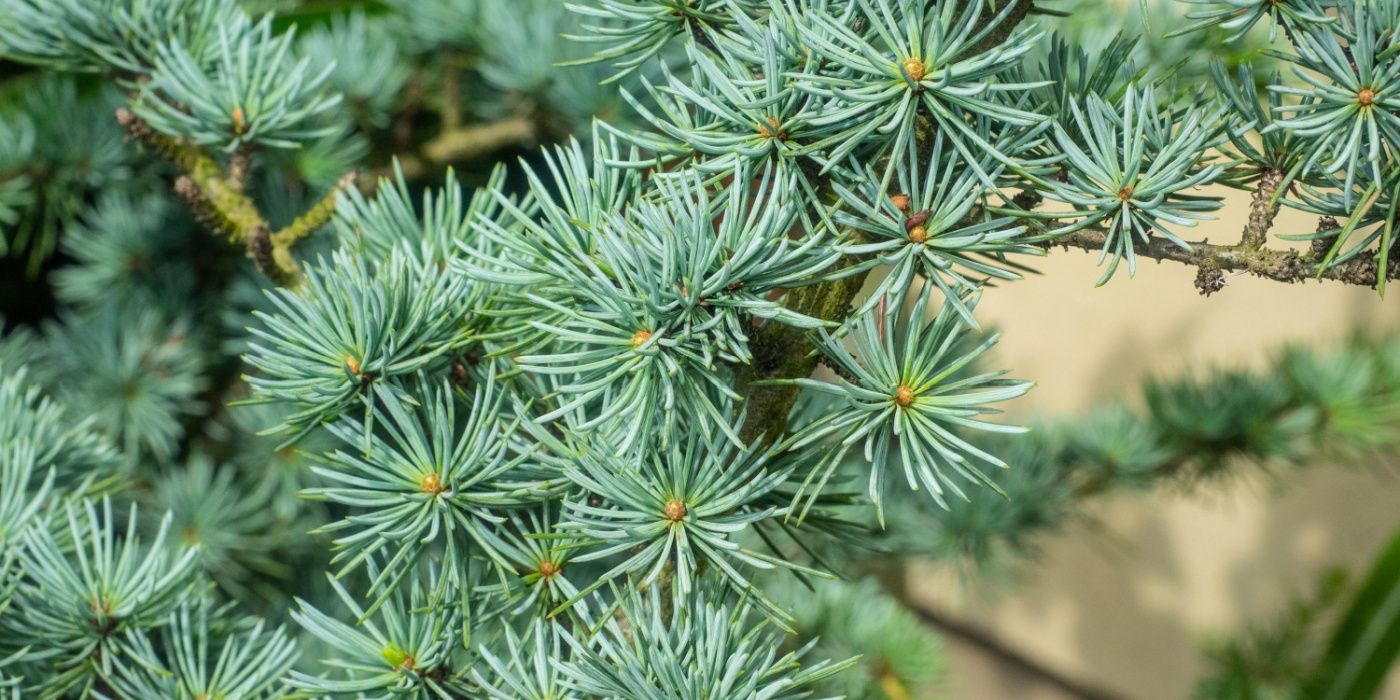 Apocalypse-Proof: 9 Evergreen Trees