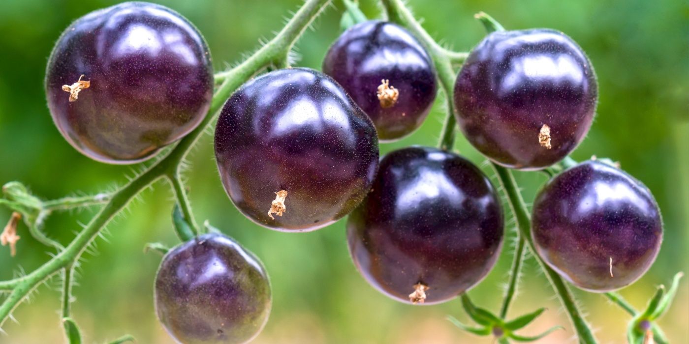 Choosing the Right Type for Your Hardiness Zone