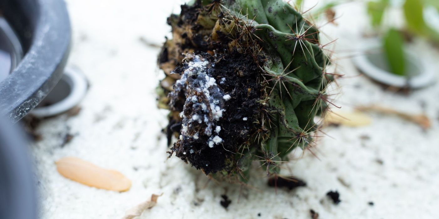 Succulent Security: Managing the Top 10 Pests and Diseases for Healthy ...