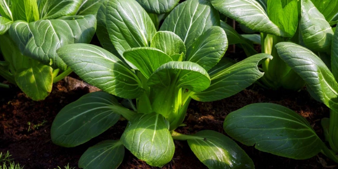 How to Grow Bok Choy in the Garden