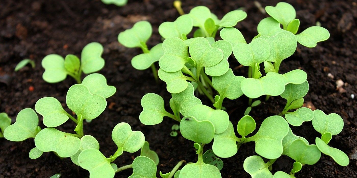 How to Grow Bok Choy in the Garden