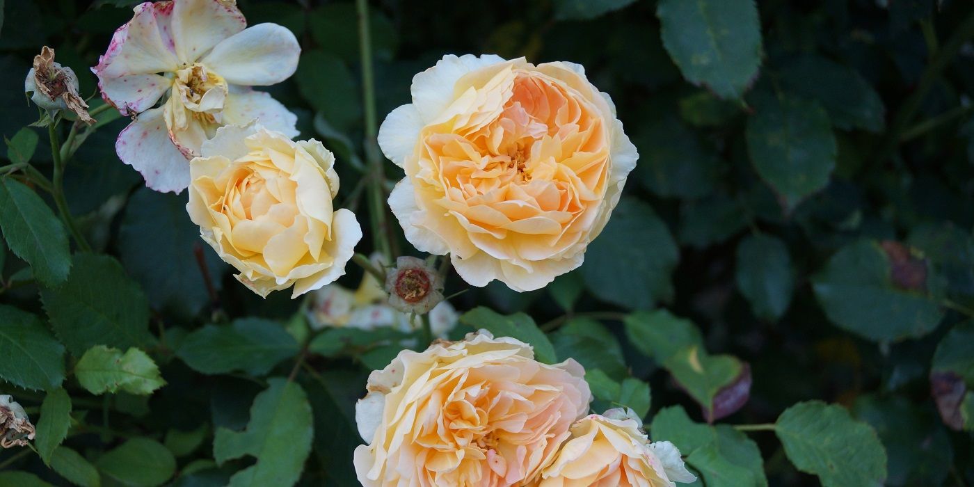 Rose Varieties Perfect For Your Garden's Climate