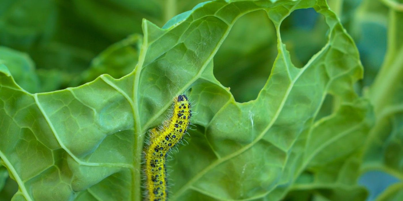 A Regional Approach to Pest Control: Every Gardener's Toolkit for Success