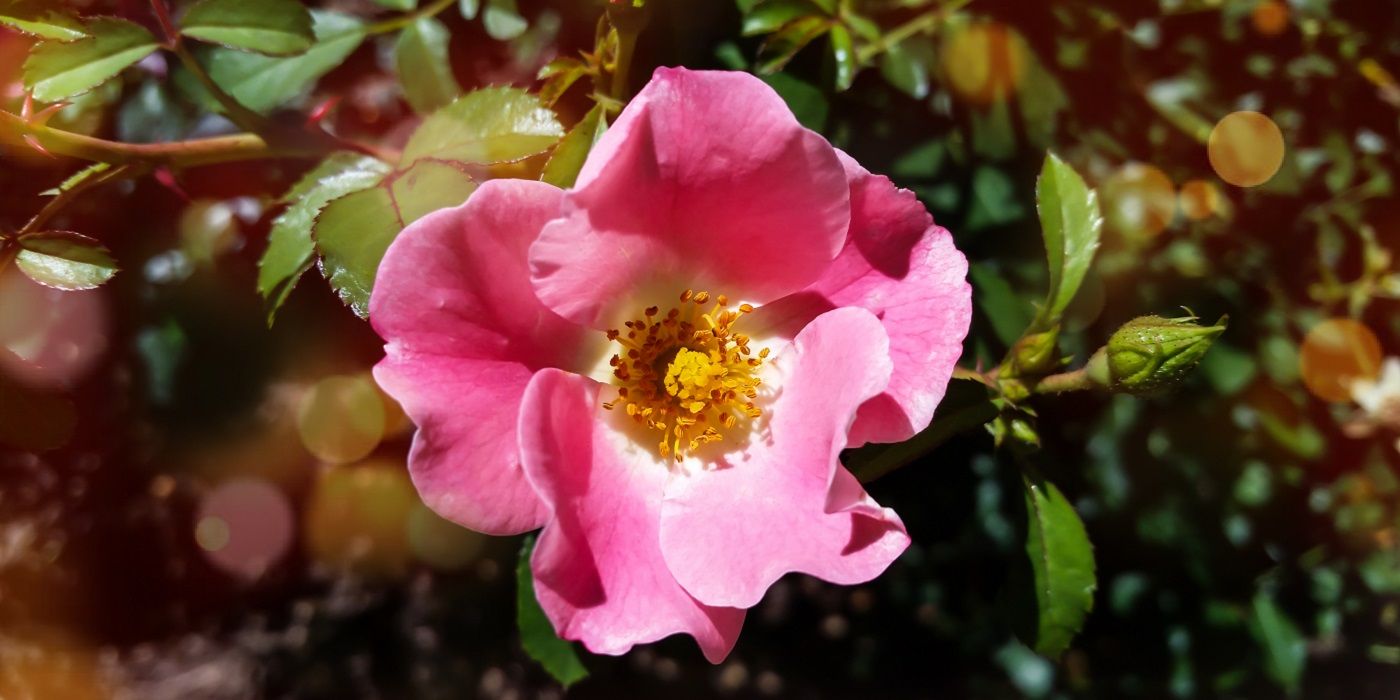 Rose Varieties Perfect For Your Garden's Climate