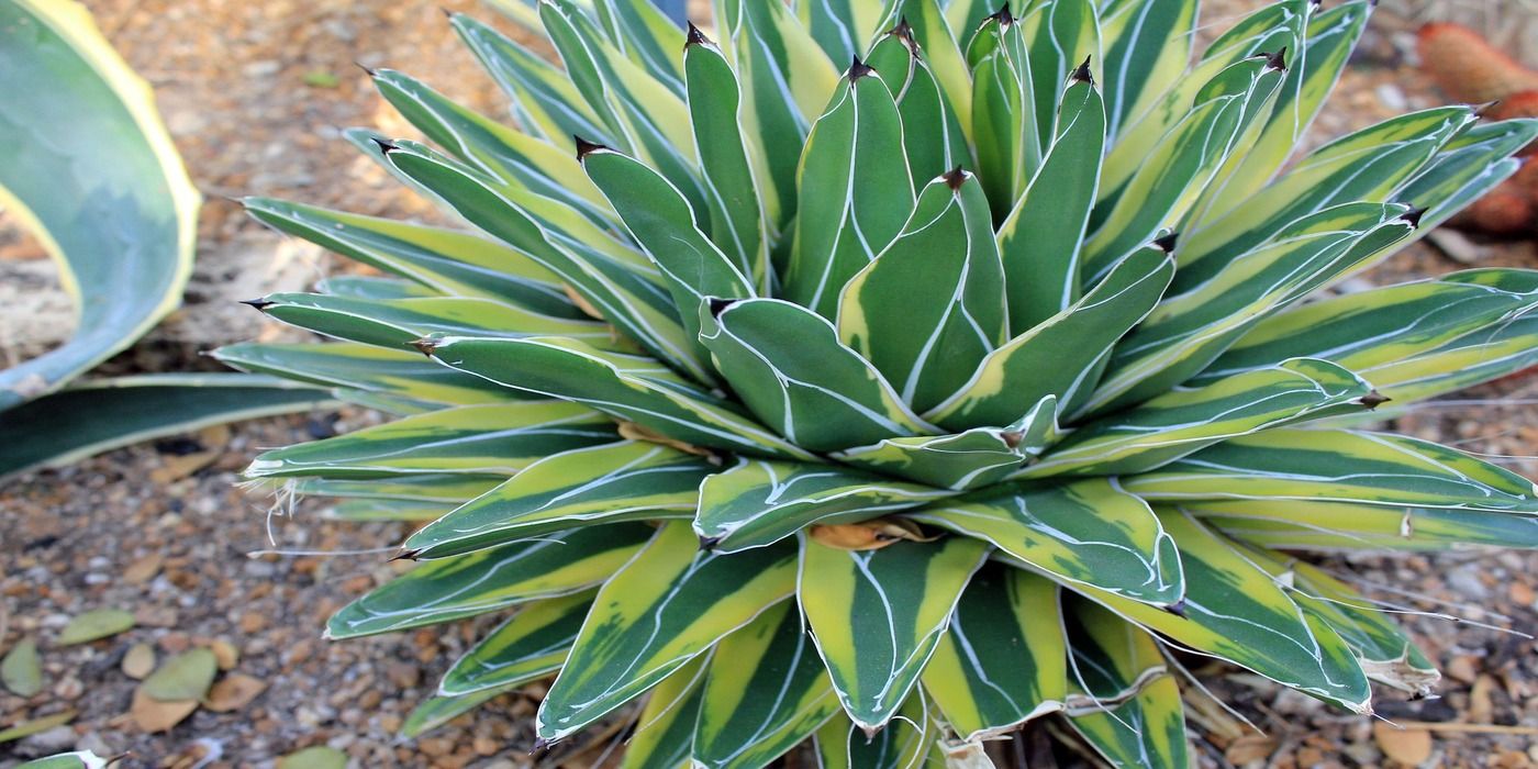 3 Cool Plants to Make Your Landscape Stand Out
