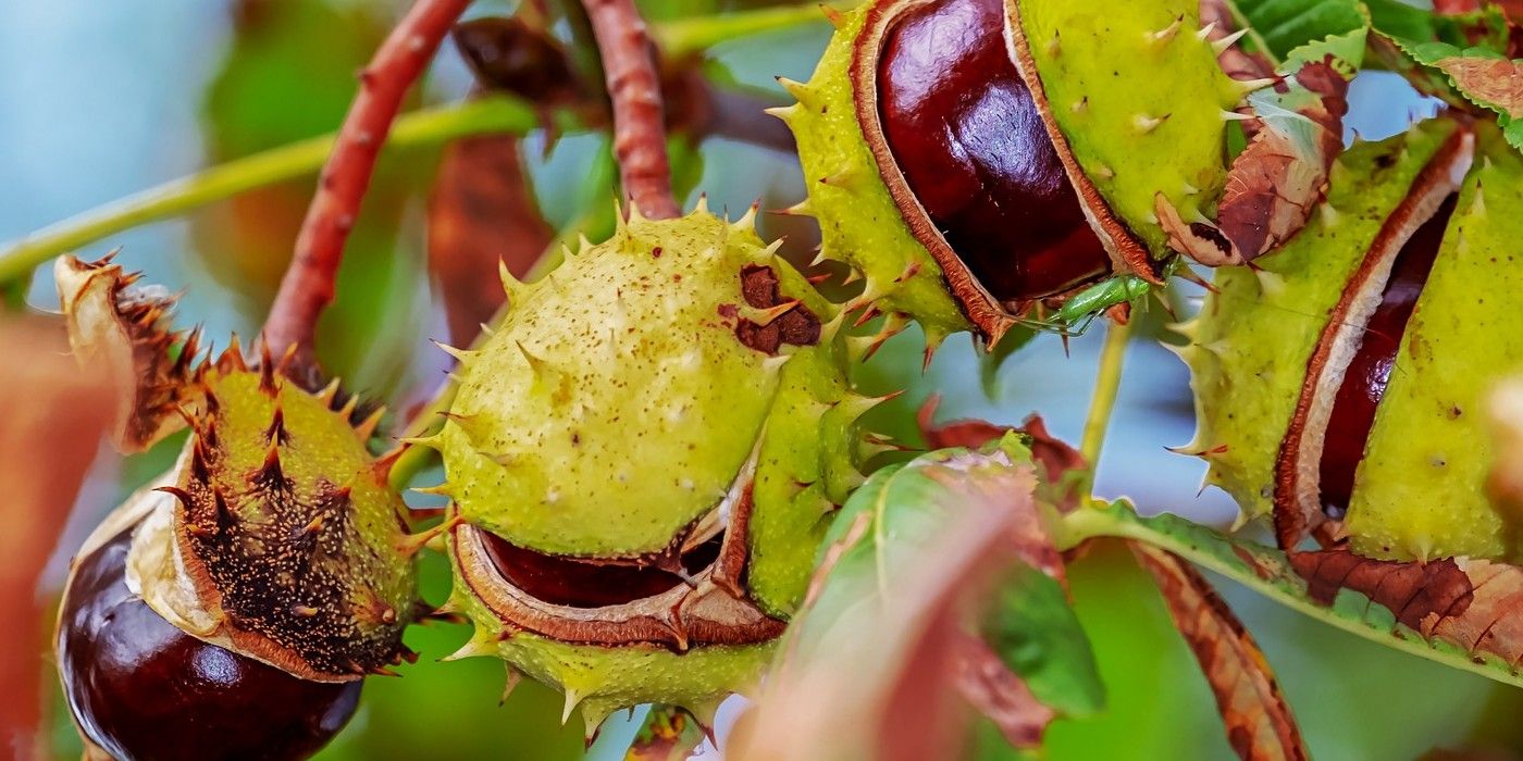 Springtime Orchard: 8 Nut Trees Perfect For March Planting