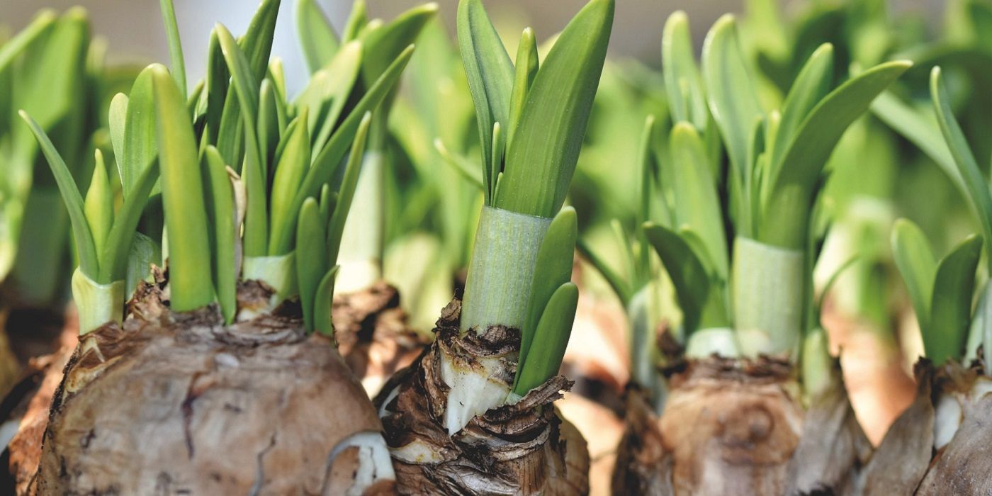When Should You Plant Spring Bulbs?