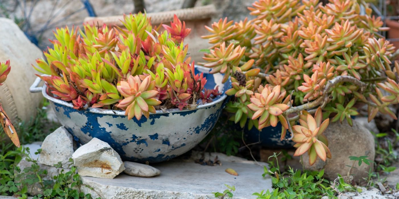 5 Creative DIY Garden Planters Made from Upcycled Treasures