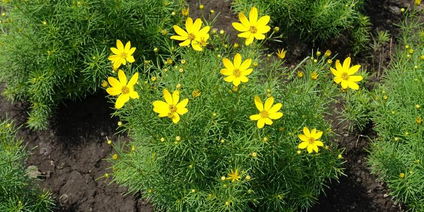 Transform Your Garden with Sunset Colors All Year