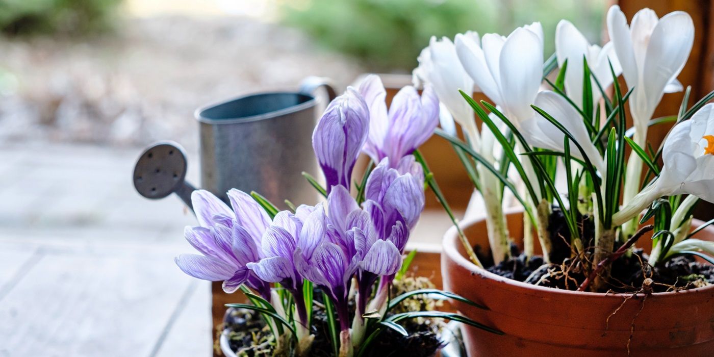 Plant Spring Flowers in Pots to Create a Mobile Garden