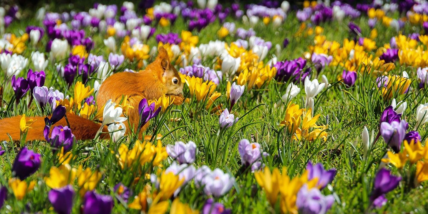 Which Early Spring Flowers Are the Most Beautiful?