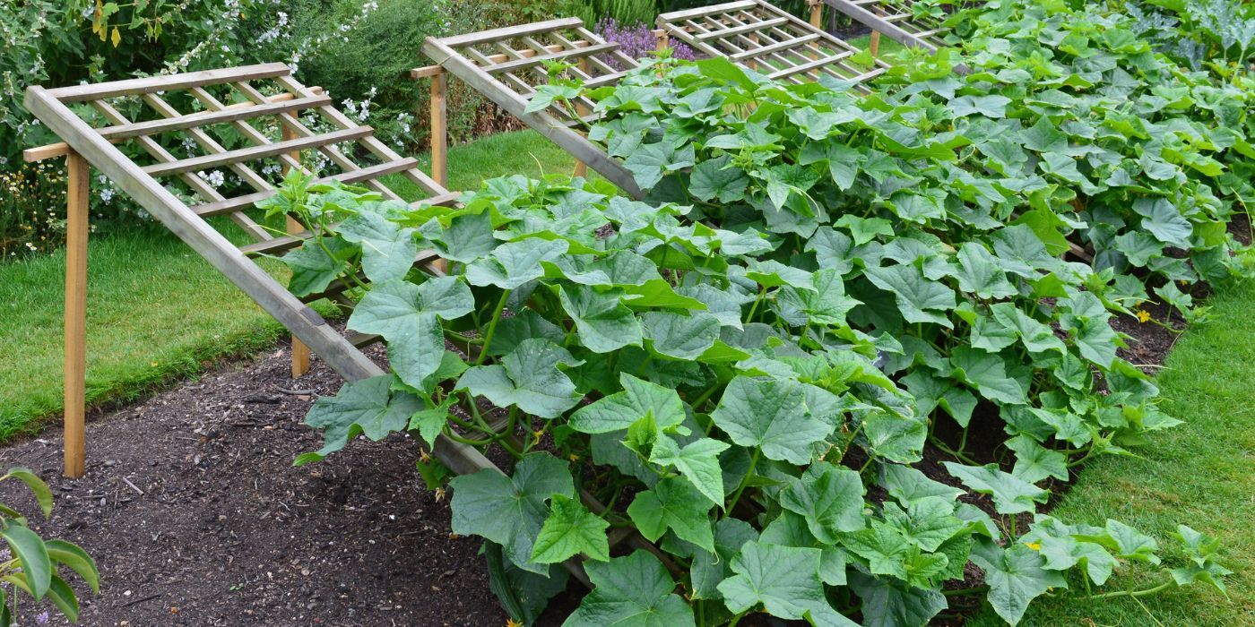 Swift Garden Growth: 8 Fast-Growing Seeds to Plant Now