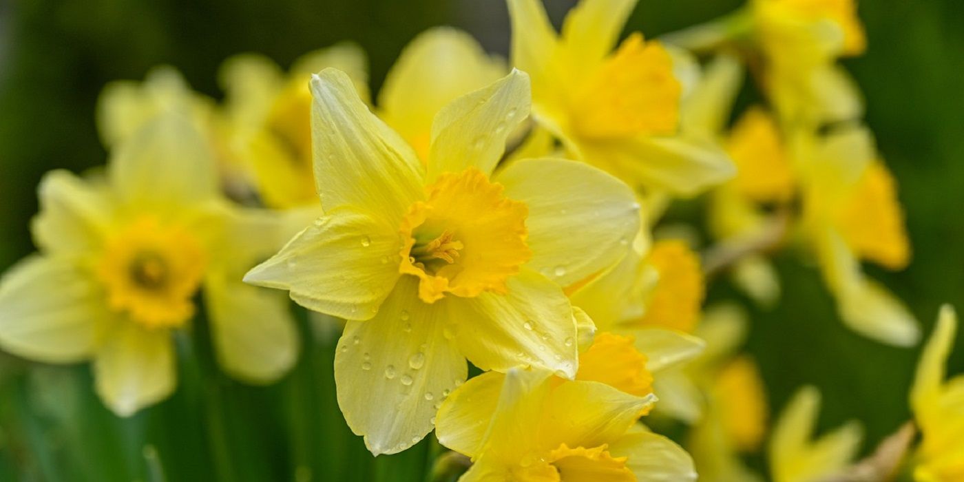Which Early Spring Flowers Are the Most Beautiful?