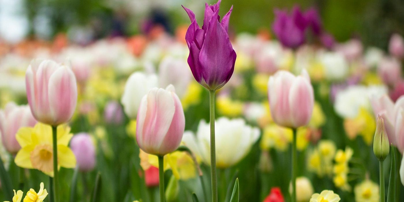 Explore Ideas For Beautiful Spring Garden Designs