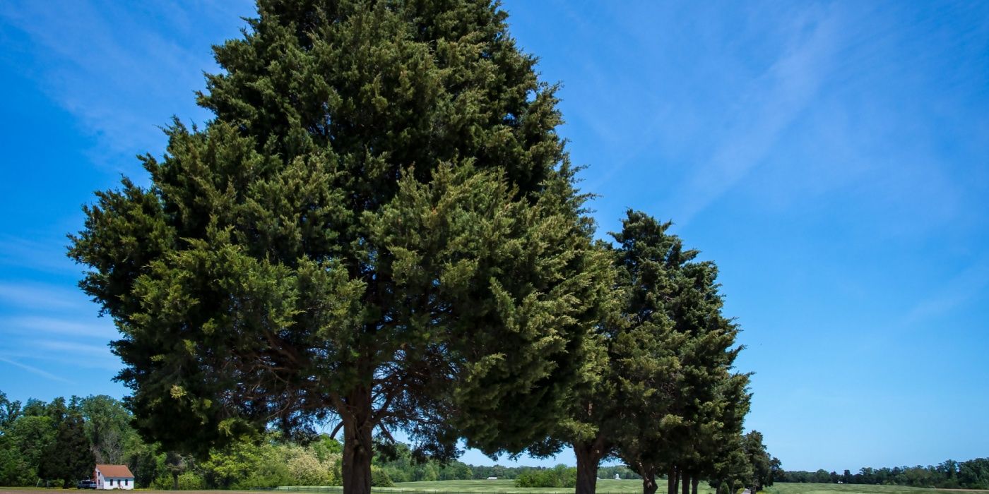 Apocalypse-Proof: 9 Evergreen Trees